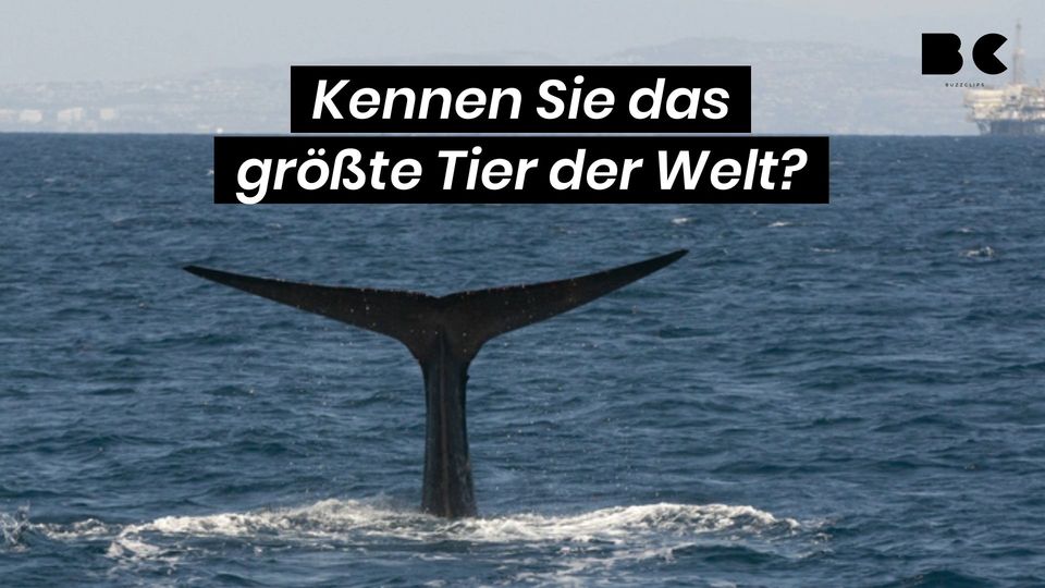Kennen Sie das größte Tier der Welt? - BuzzClips