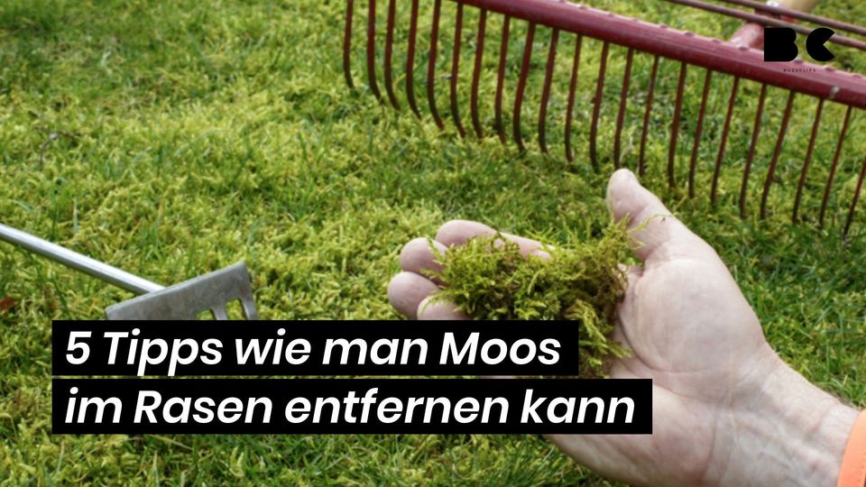 5 Tipps wie man Moos im Rasen entfernen kann - BuzzClips