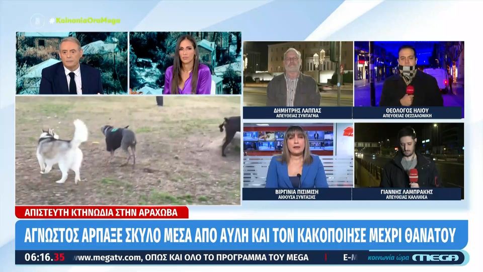 Αράχωβα: Παρέμβαση εισαγγελέα για τη σεξουαλική κακοποίηση του χάσκι - «Ήξερε τους δράστες ...